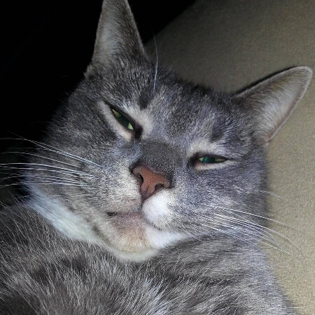 Bahroz Argoshi (/bahrozargoshi) · solo.to